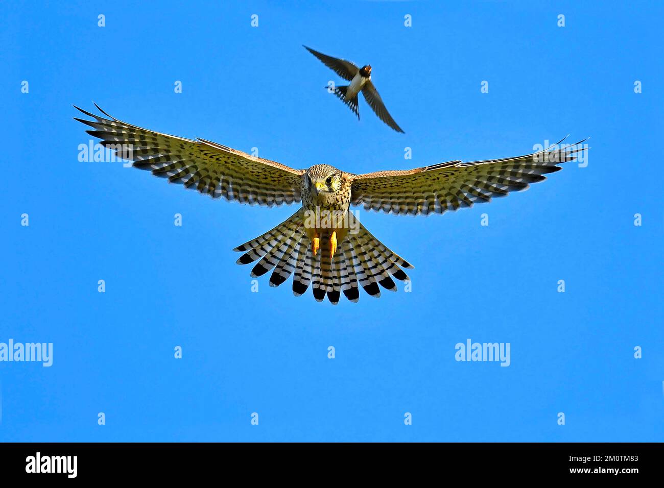 France, Doubs, fauna, birds, Common Kestrel (Falco tinnunculus ...