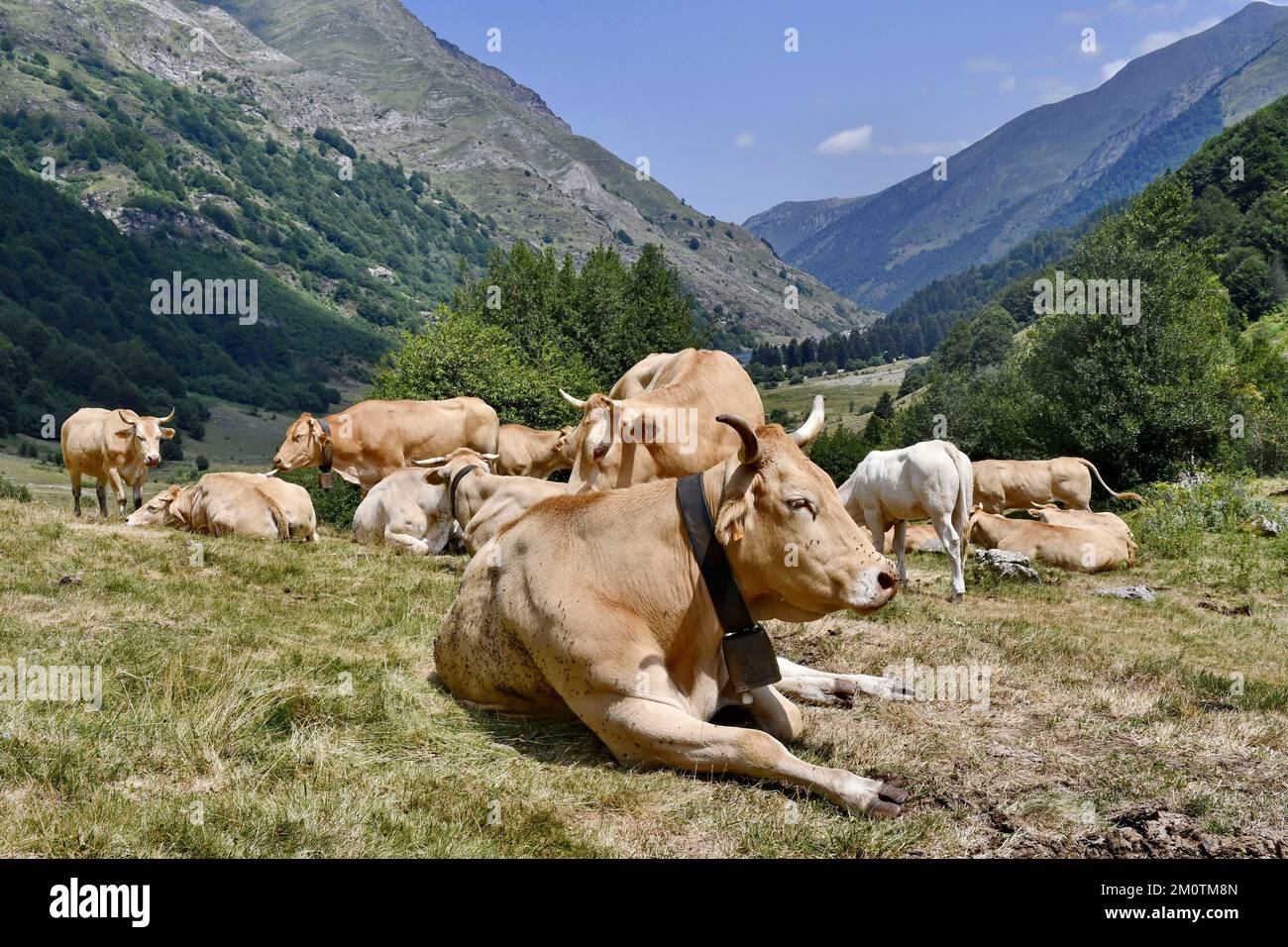 France, Hautes-Pyrenees, cattle, cows in summer pasture Stock Photo - Alamy