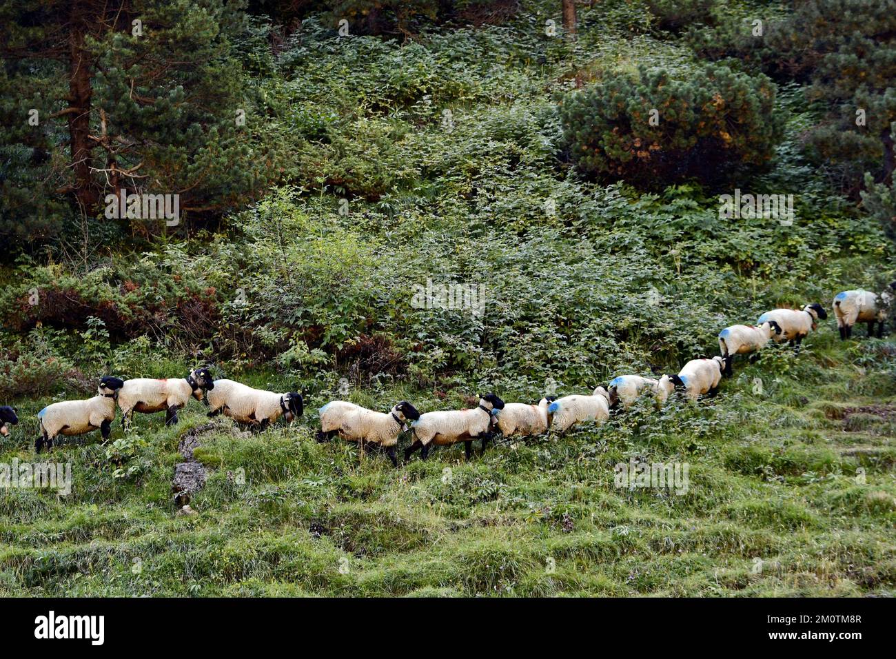 File indienne hi-res stock photography and images - Alamy