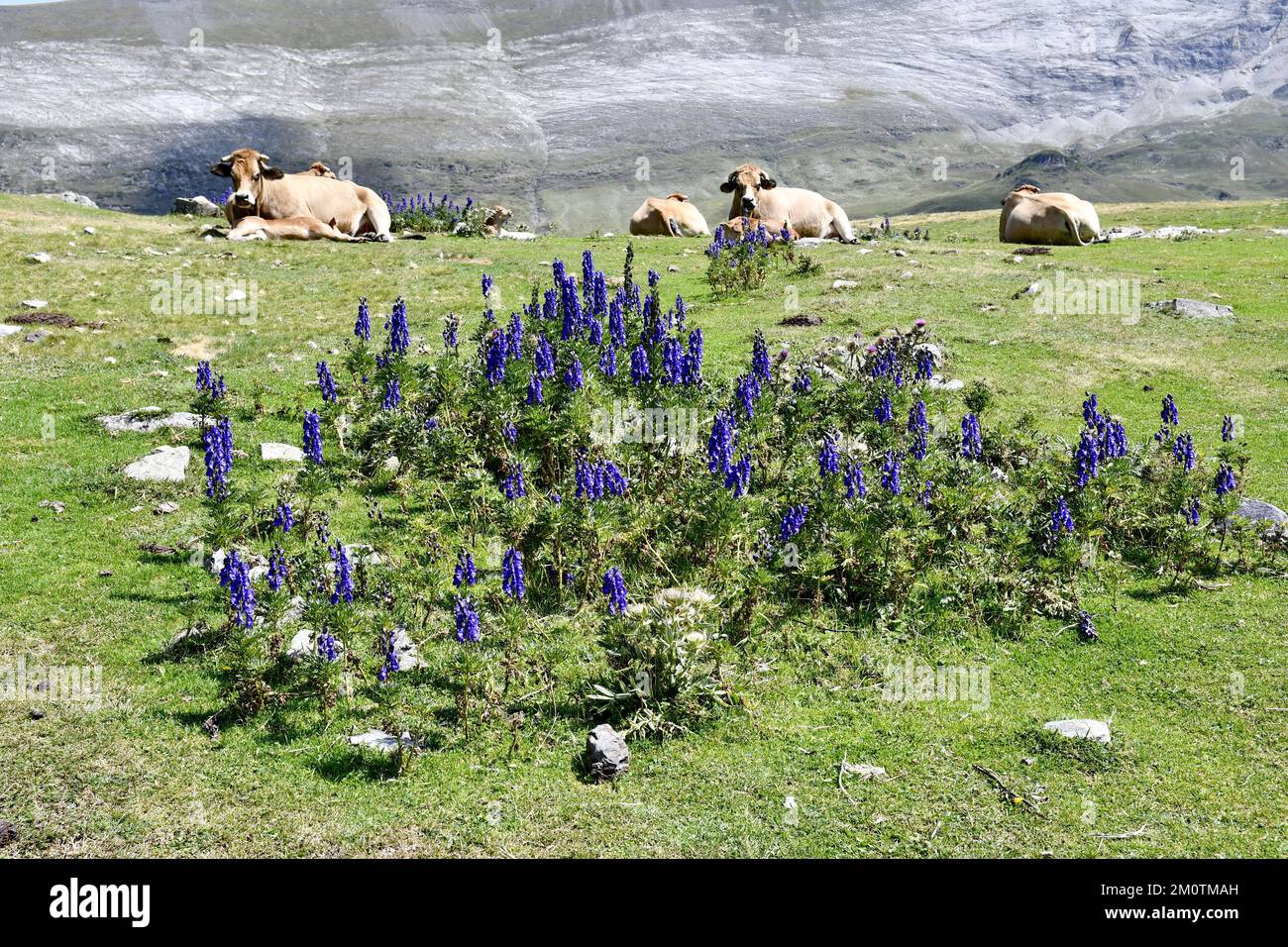 France, Hautes-Pyrenees, Cirque de Troumouse, cows in mountain pastures ...
