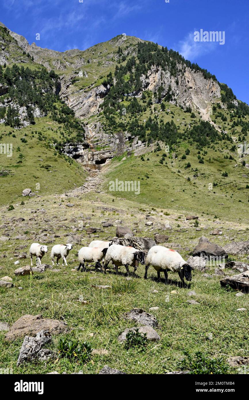 France, Hautes-Pyrenees, Cirque de Troumouse, sheep in meadow Stock ...
