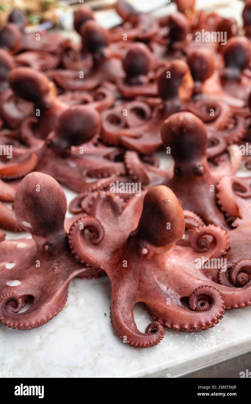 Octopus display hi-res stock photography and images - Alamy