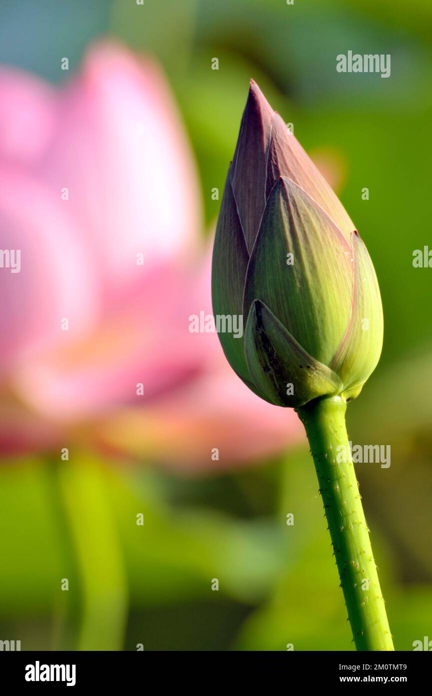 Blossoming lotus flower Stock Photo - Alamy