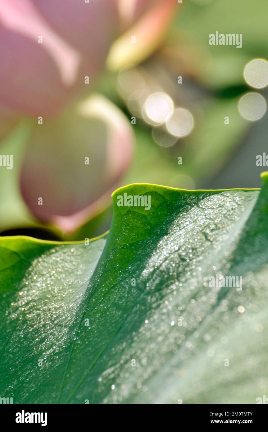 Blossoming lotus flower Stock Photo - Alamy