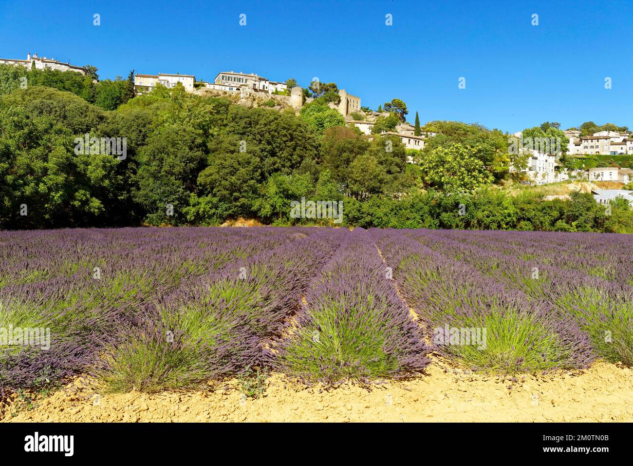 France, Vaucluse, Luberon regional nature park, Menerbes, labelled Les ...
