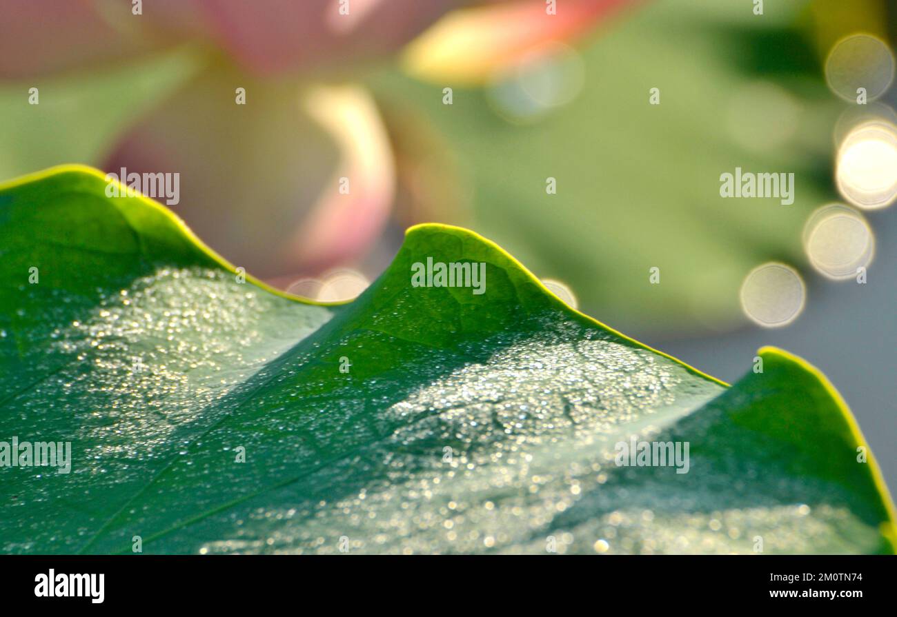 Blossoming lotus flower Stock Photo - Alamy