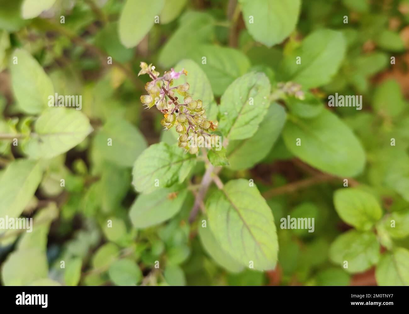 Common name- holy basil, tulsi, thulasi. Grown for medicinal purposes ...