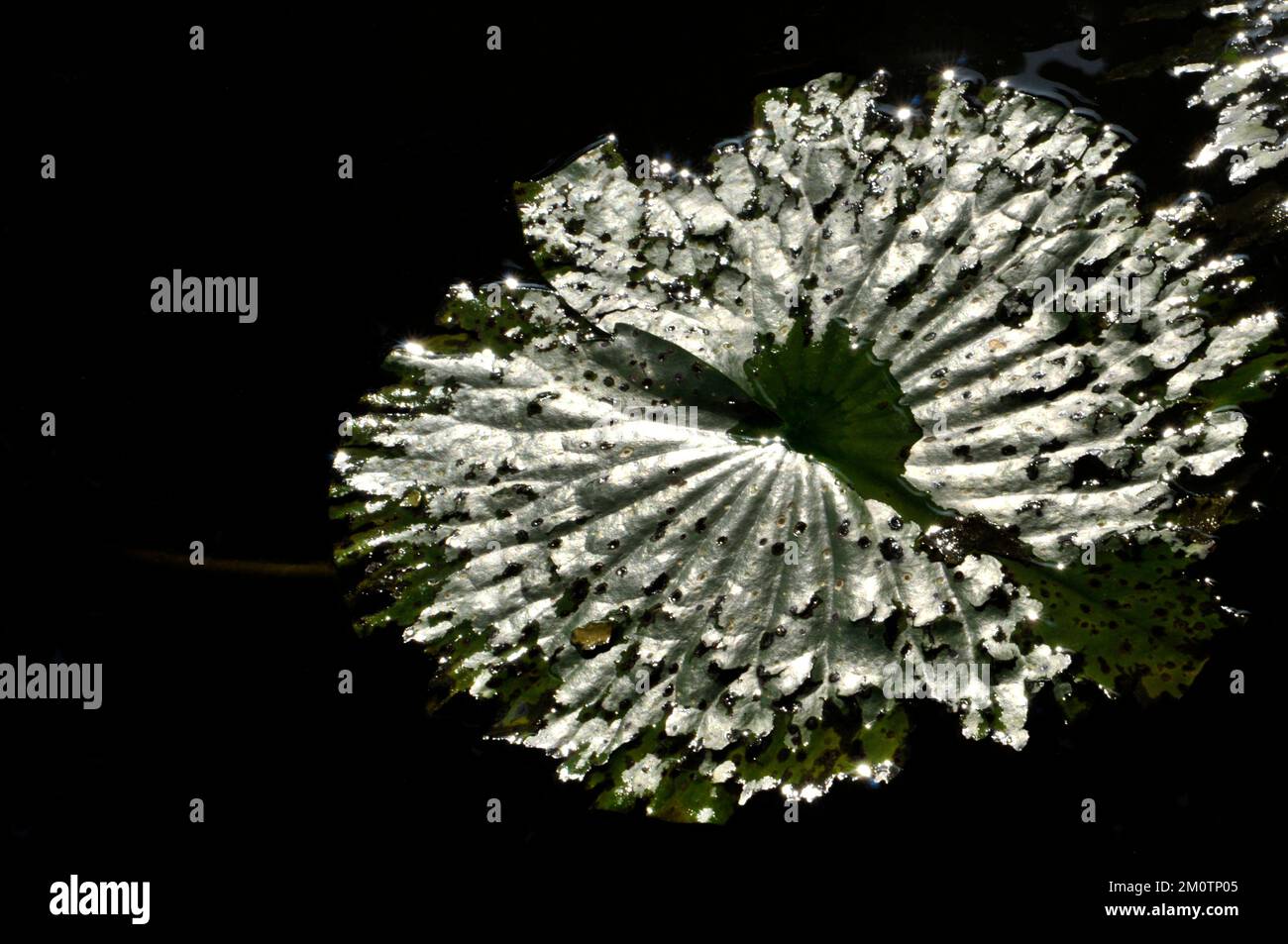 Blossoming lotus flower Stock Photo - Alamy