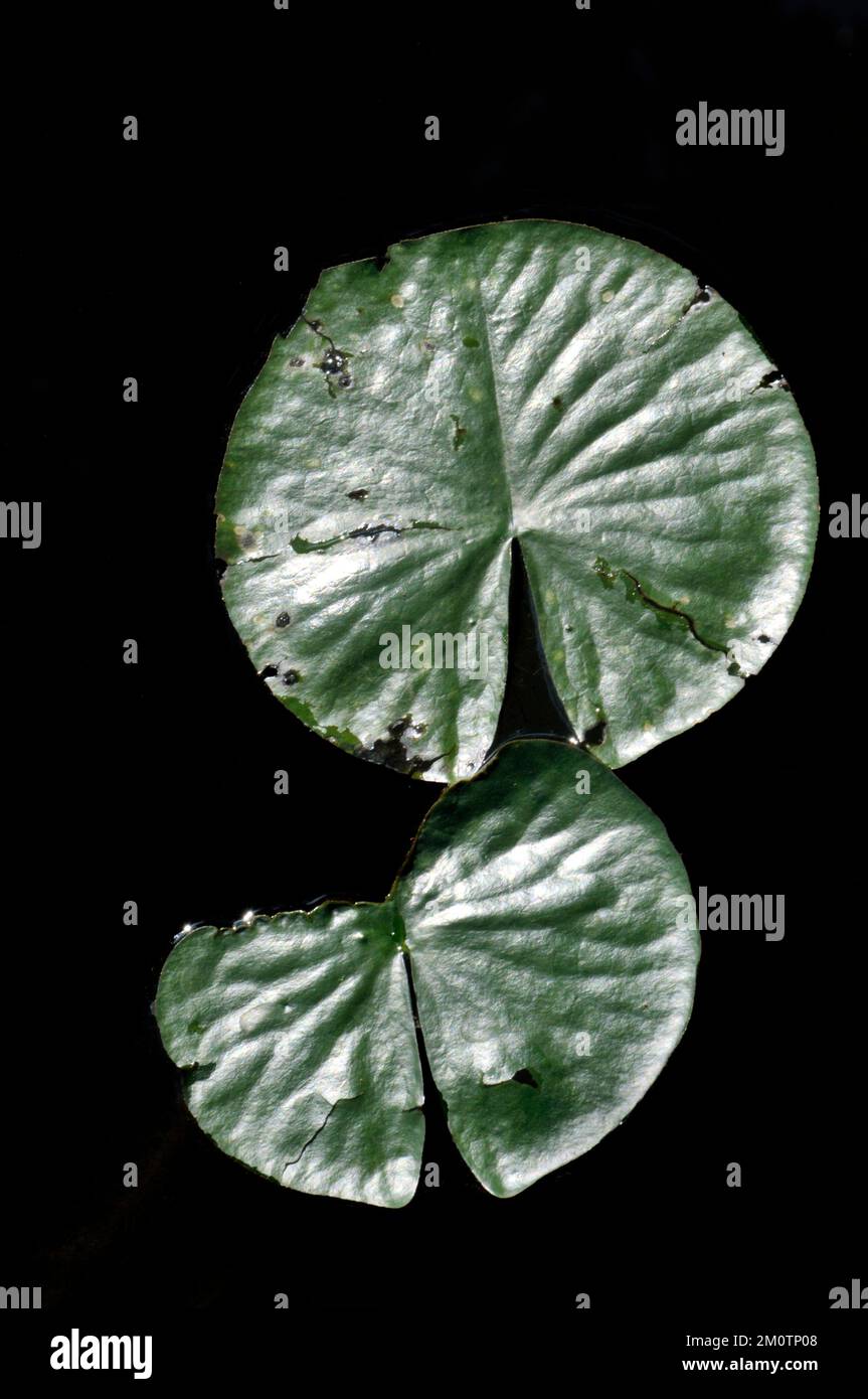 Blossoming lotus flower Stock Photo - Alamy