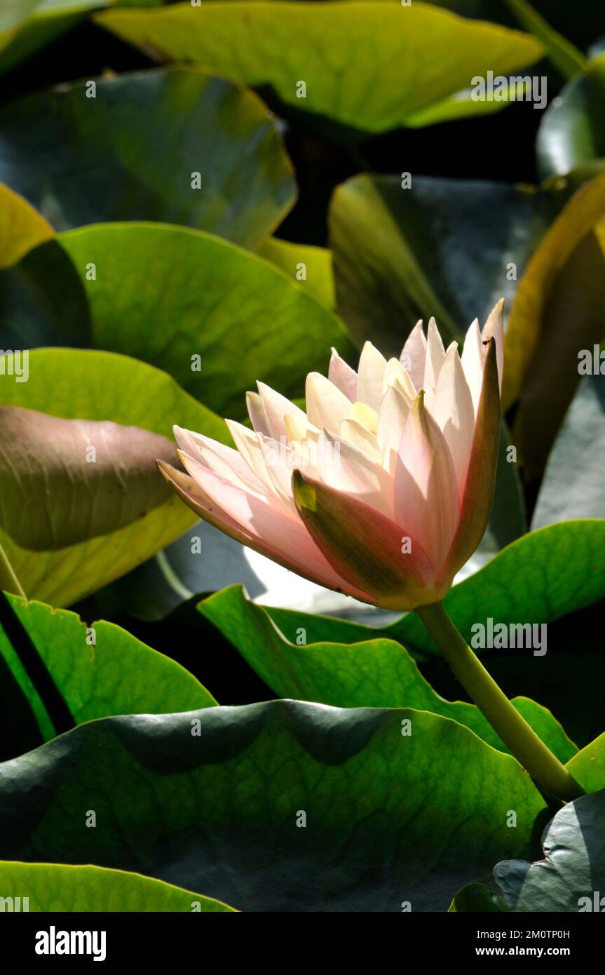 Blossoming lotus flower Stock Photo - Alamy
