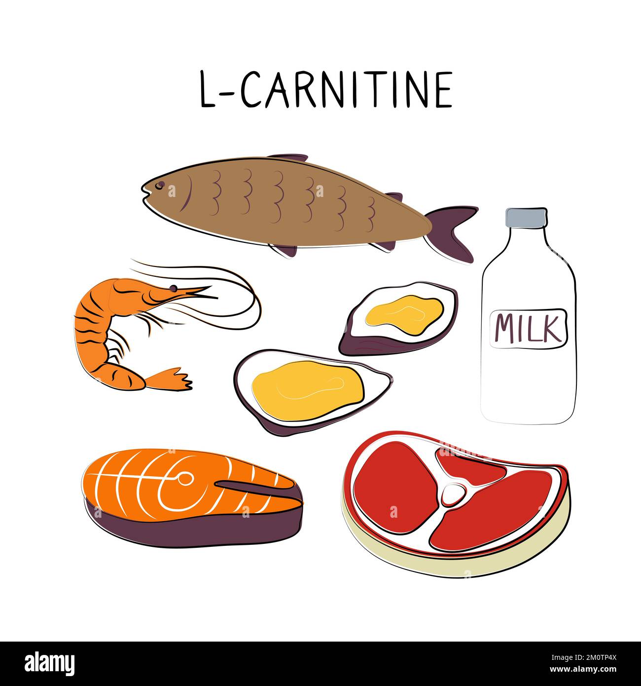 L-carnitine-containing food. Groups of healthy products containing ...