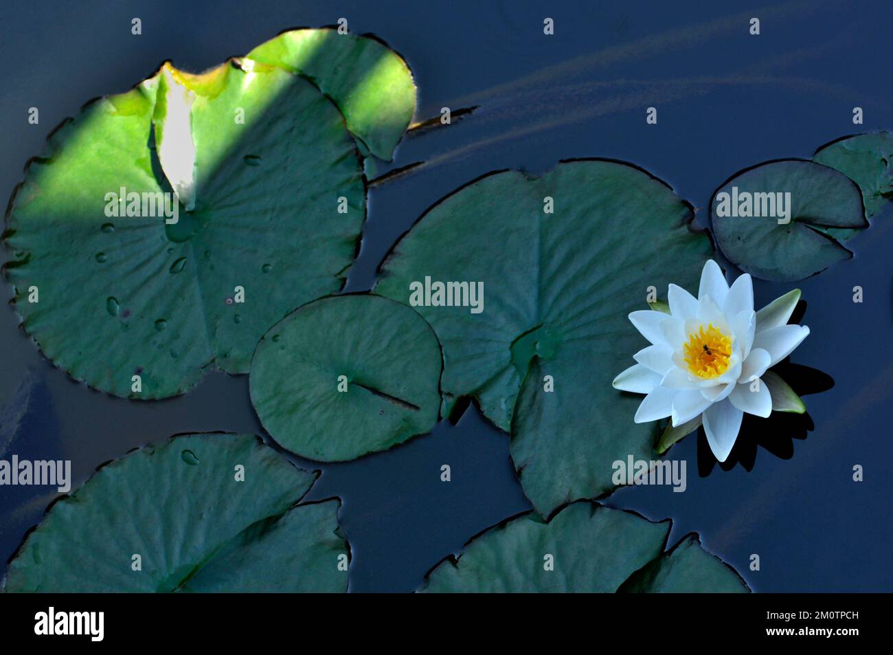 Blossoming lotus flower Stock Photo - Alamy