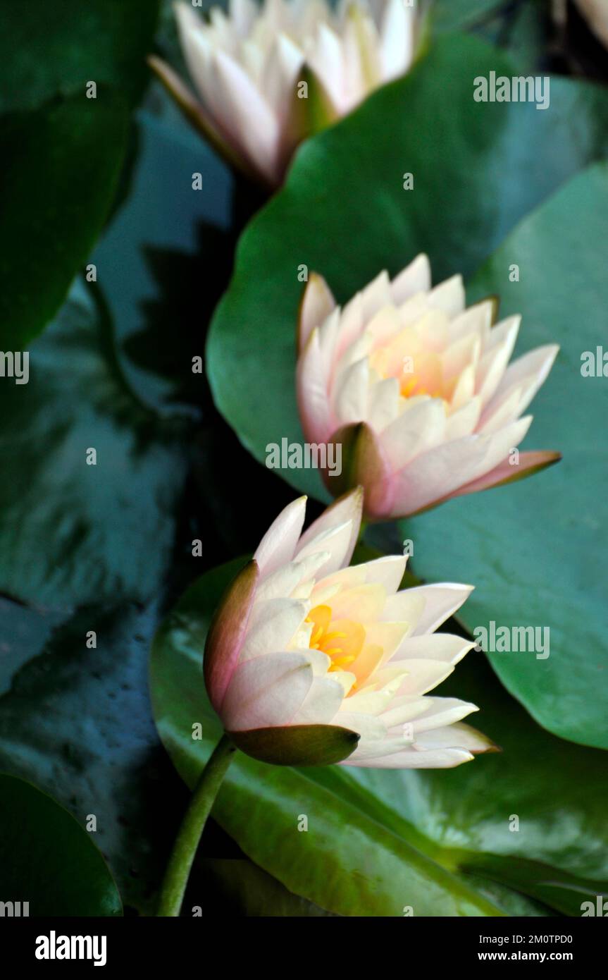 Blossoming lotus flower Stock Photo - Alamy