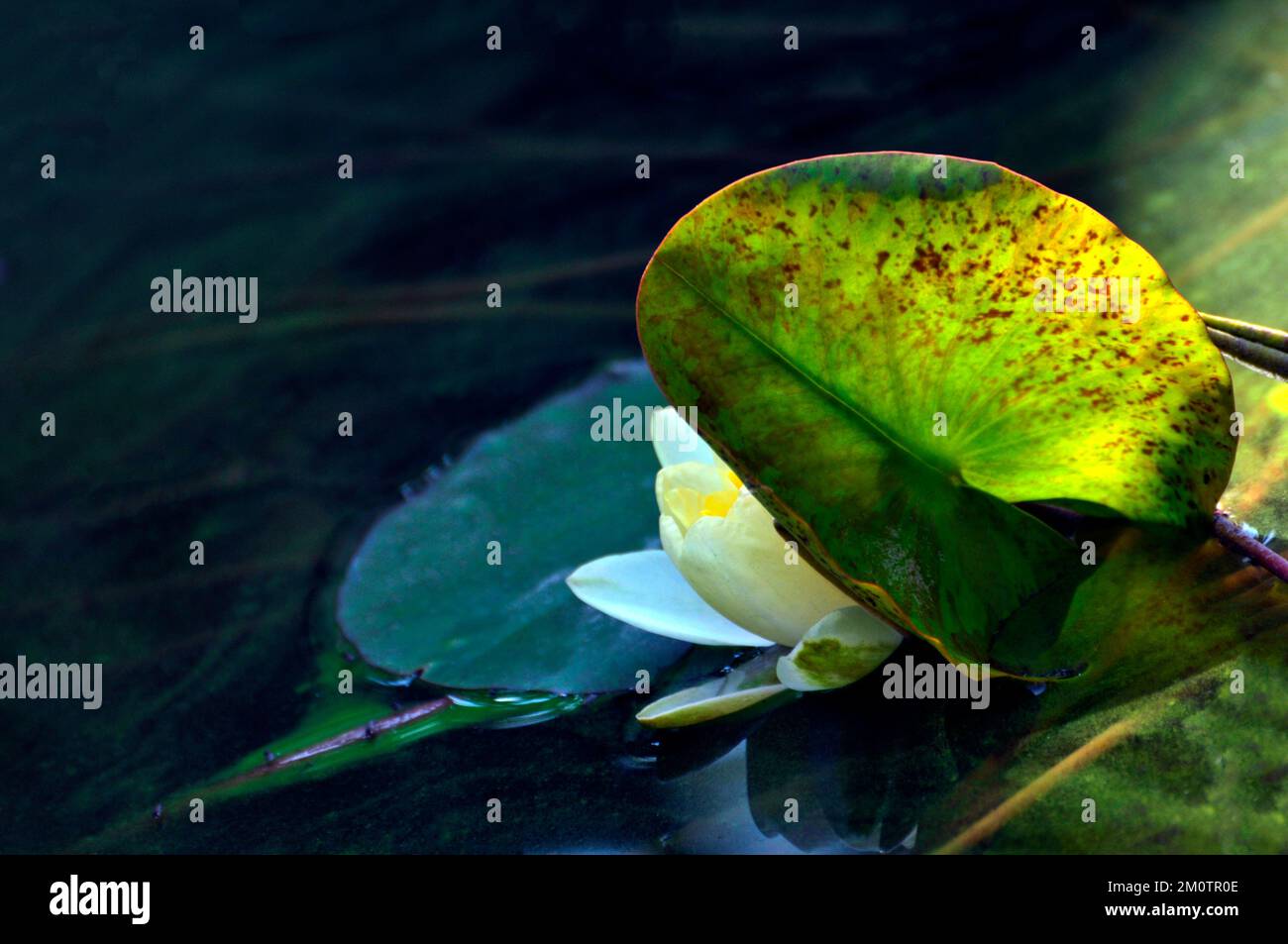 Blossoming lotus flower Stock Photo - Alamy