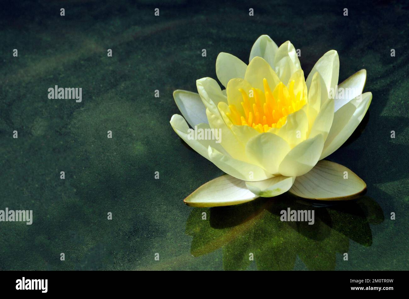 Blossoming lotus flower Stock Photo - Alamy