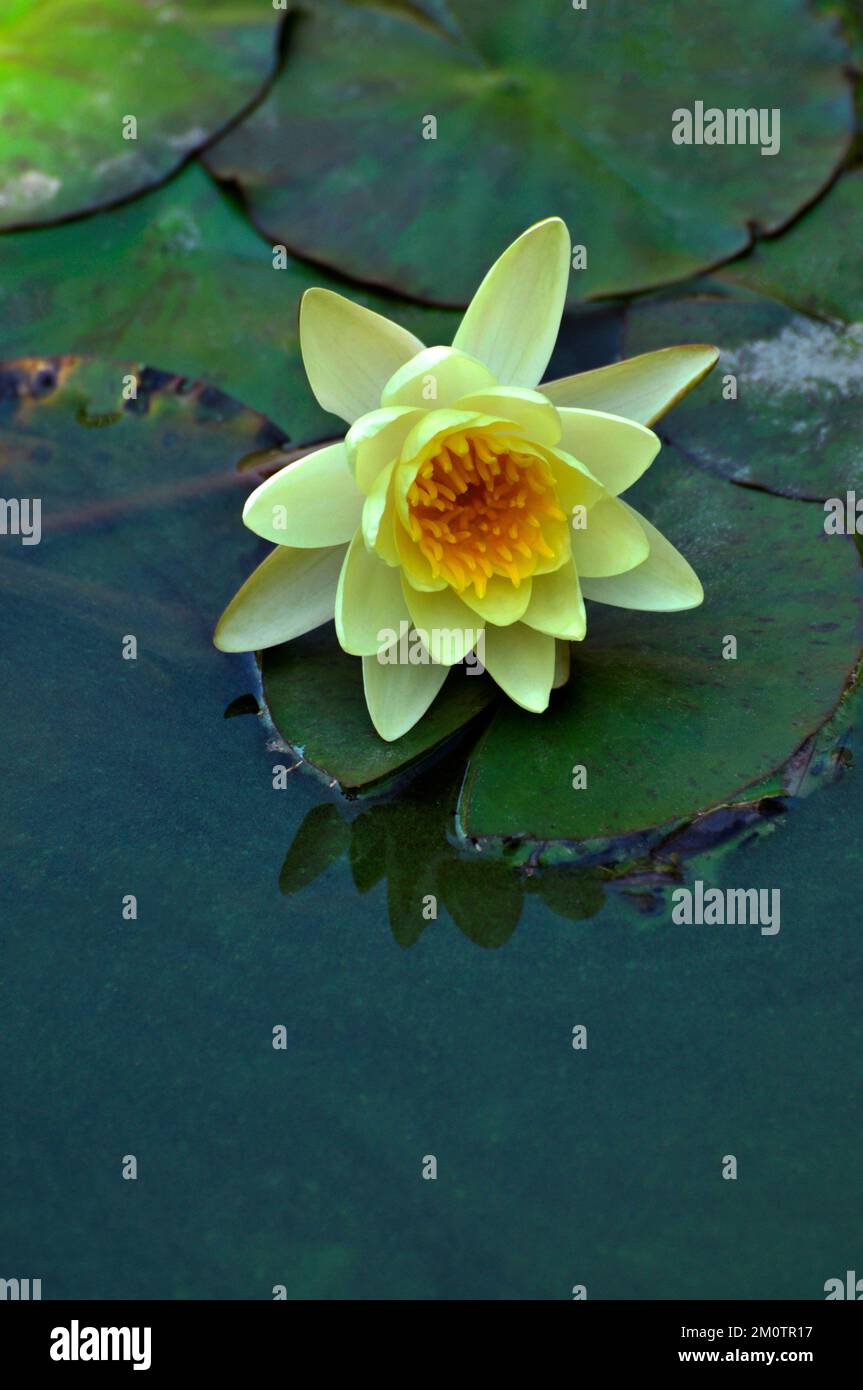 Blossoming lotus flower Stock Photo - Alamy