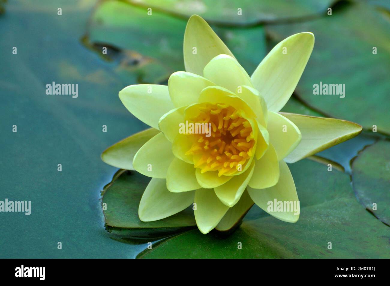 Blossoming lotus flower Stock Photo - Alamy