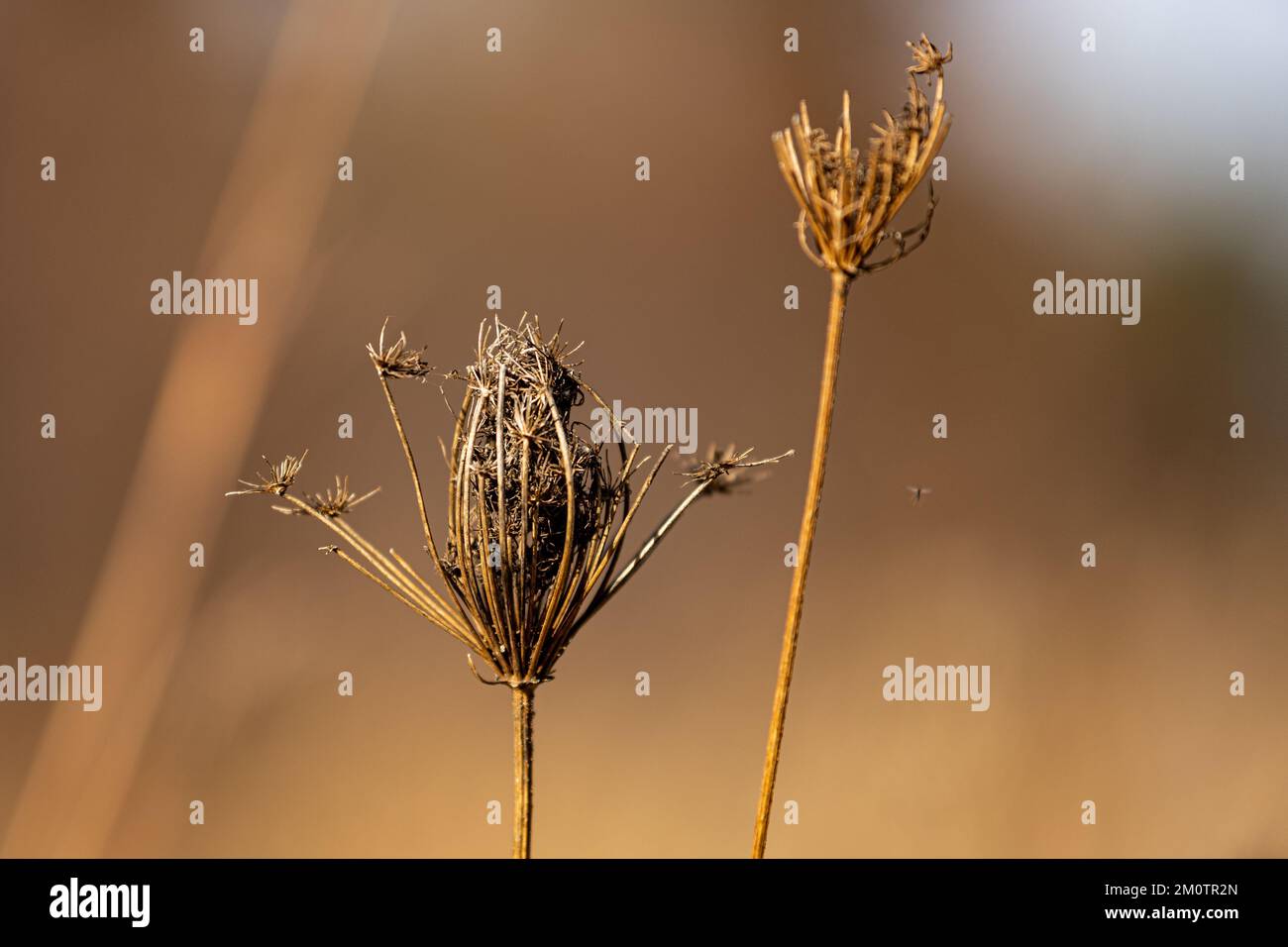 Caroá flowers hi-res stock photography and images - Alamy