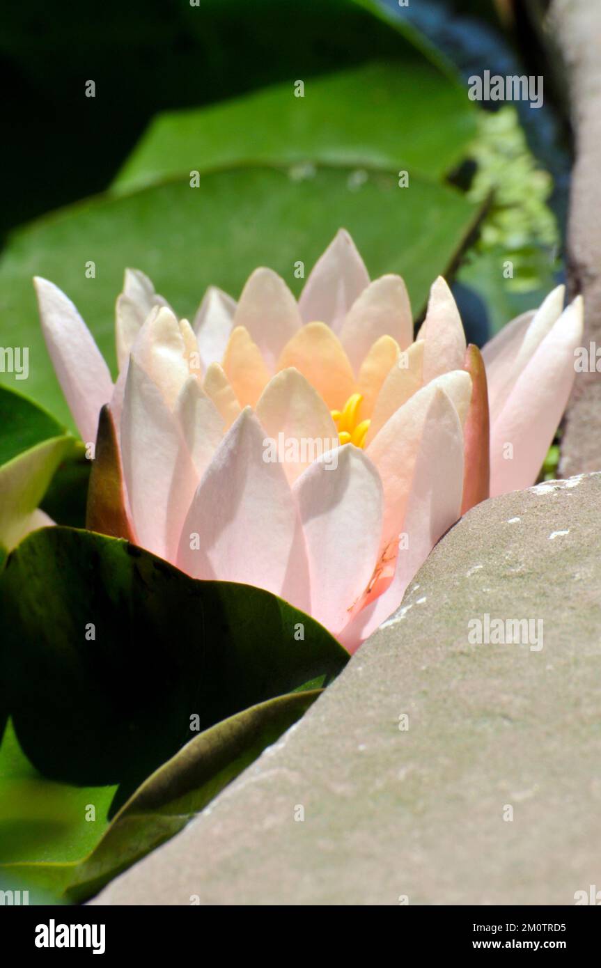 Blossoming lotus flower Stock Photo - Alamy
