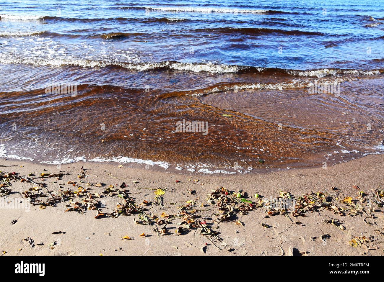 A view of dirty sandy seashore with fallen leaves and algae on sunny ...