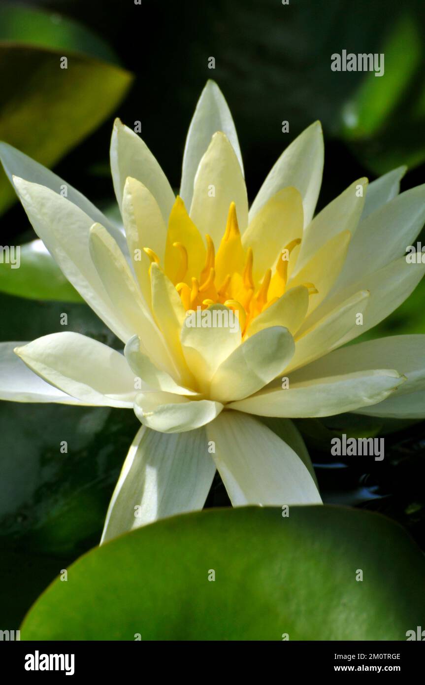 Blossoming lotus flower Stock Photo - Alamy