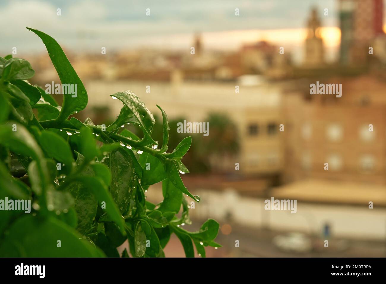 Wet Leaves After Rain Hi res Stock Photography And Images Alamy wet-leaves-after-rain-hi-res-stock-photography-and-images-alamy