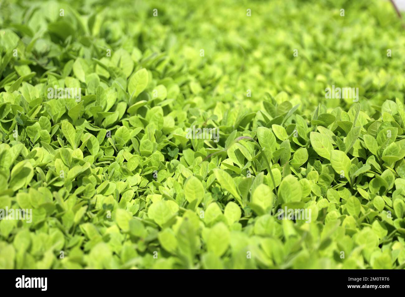 collecting tobacco seedlings and planting them in the ground Stock ...