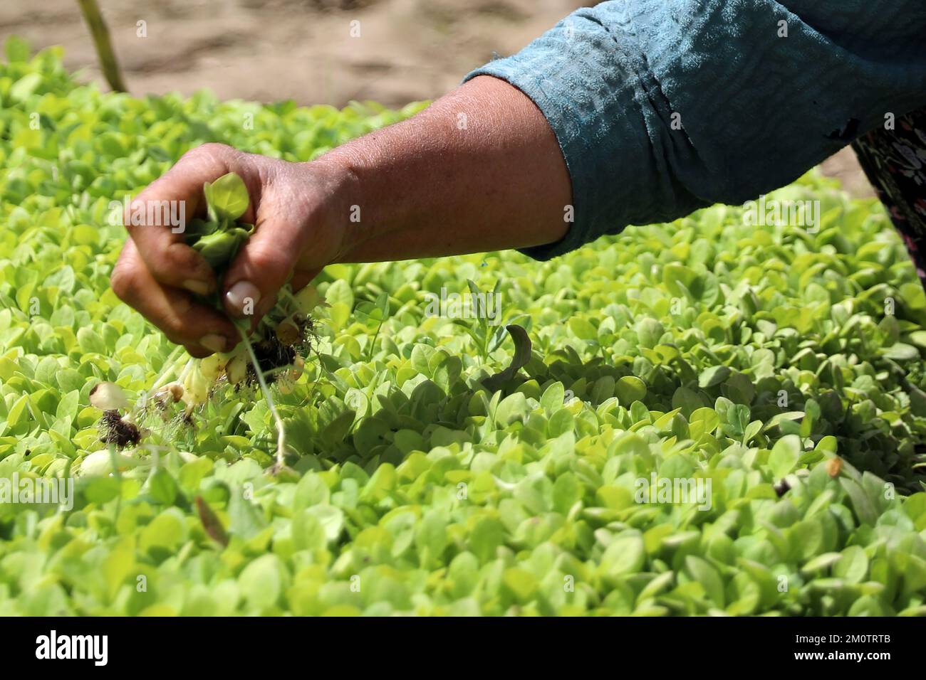 collecting tobacco seedlings and planting them in the ground Stock ...