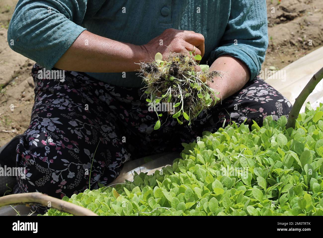 collecting tobacco seedlings and planting them in the ground Stock ...