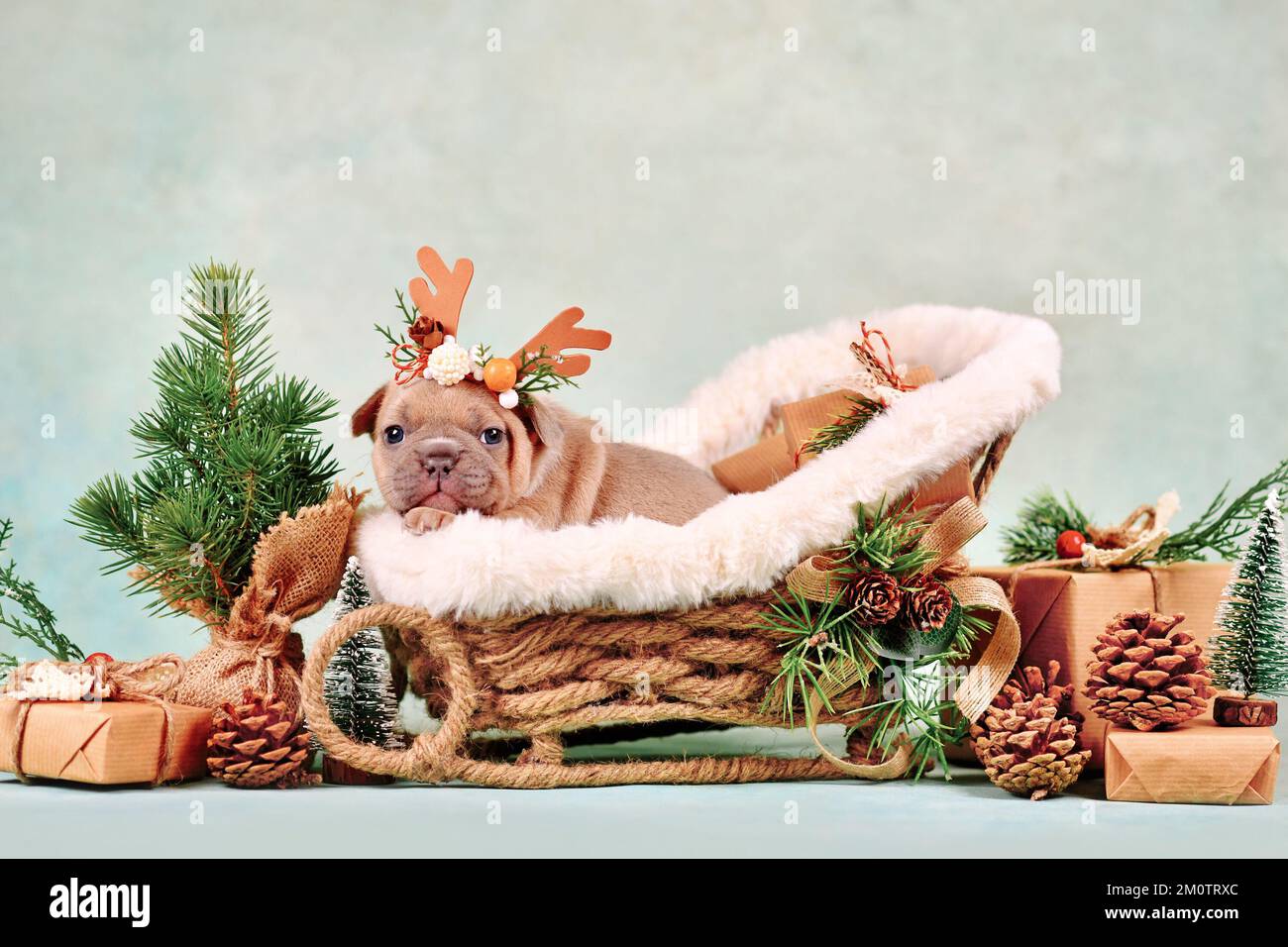 Red fawn French Bulldog dog puppy in Christmas sleigh carriage ...