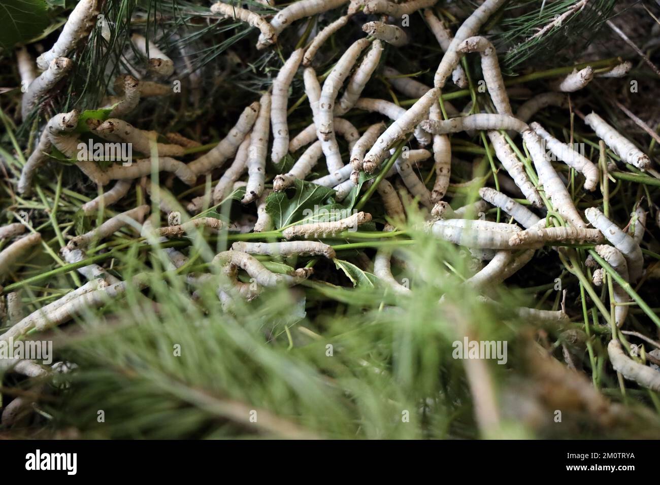 The silkworm is the larva or caterpillar of the domestic. It is an ...