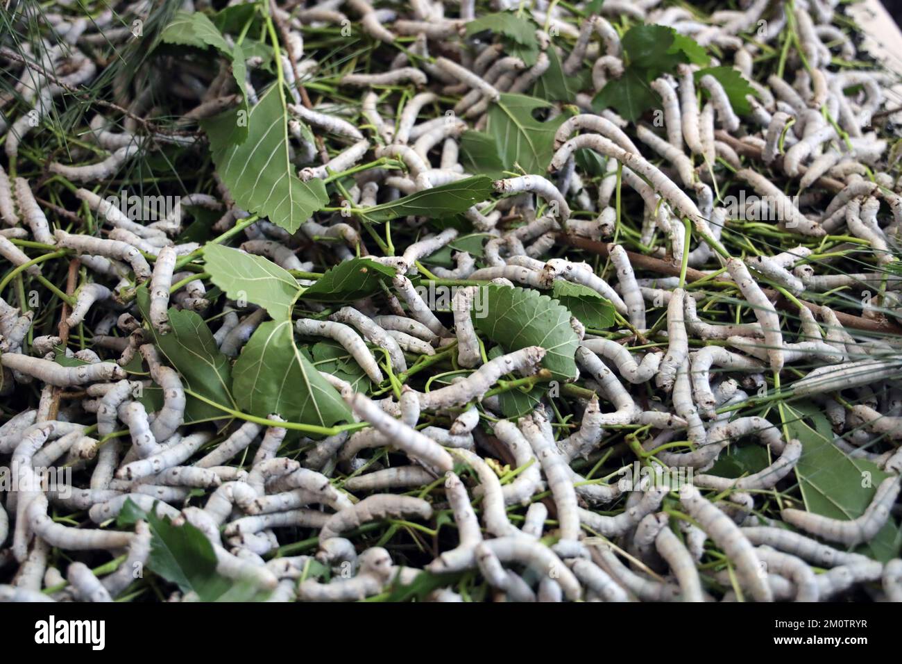 The silkworm is the larva or caterpillar of the domestic. It is an ...