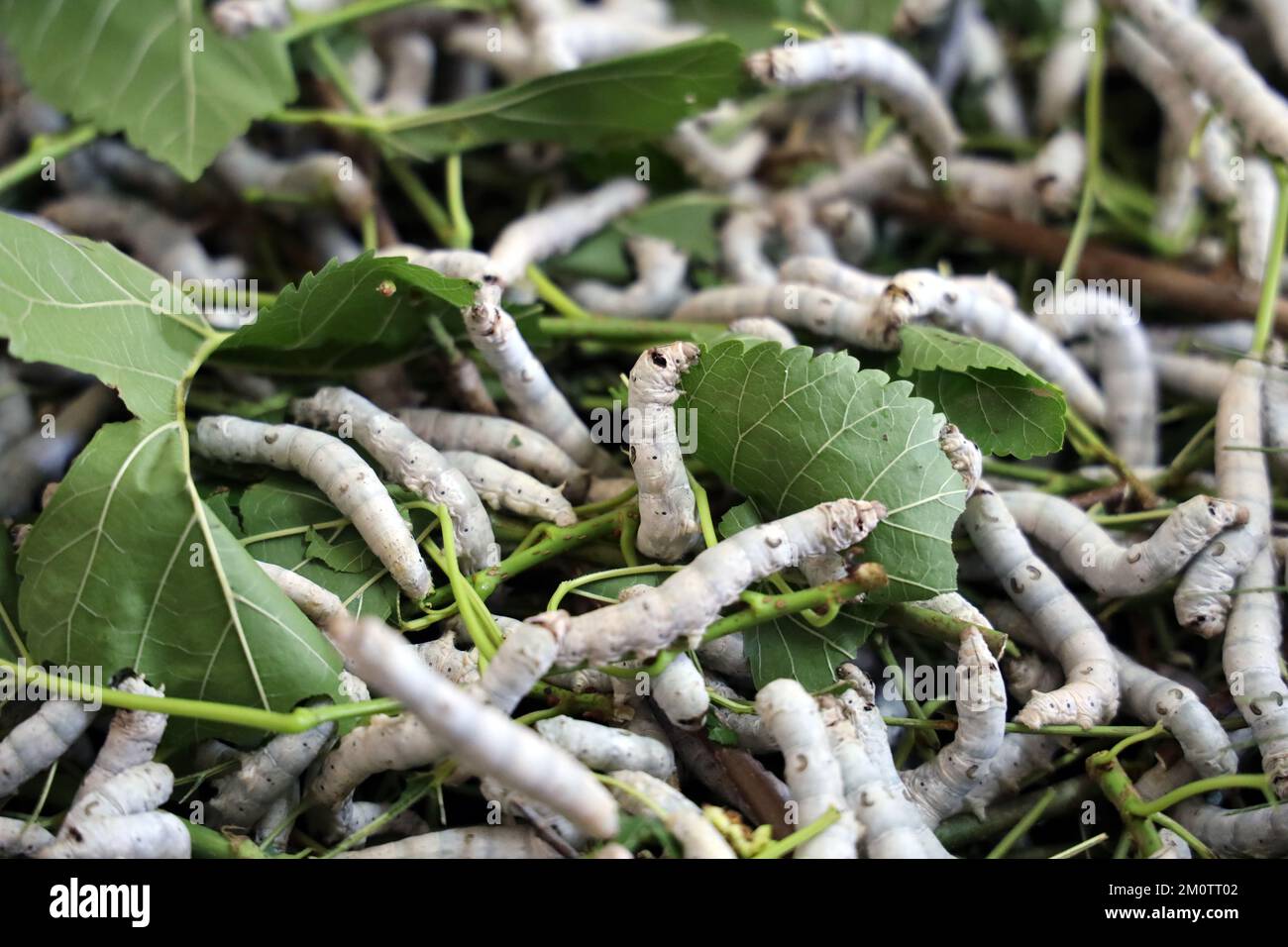 The silkworm is the larva or caterpillar of the domestic. It is an ...