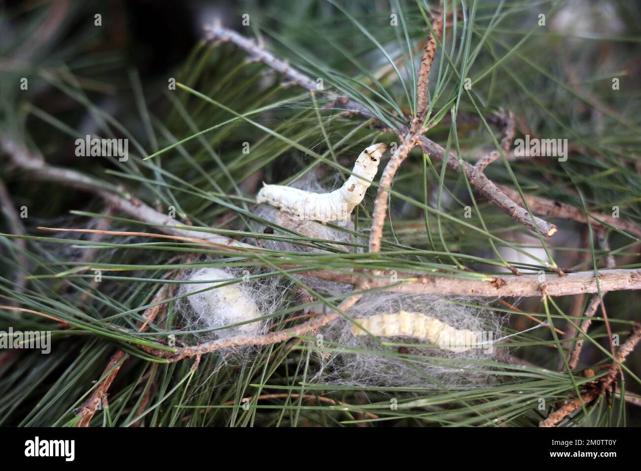 The silkworm is the larva or caterpillar of the domestic. It is an ...