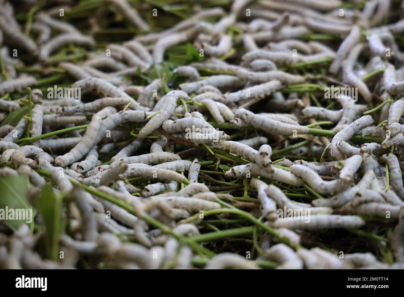 The silkworm is the larva or caterpillar of the domestic. It is an ...