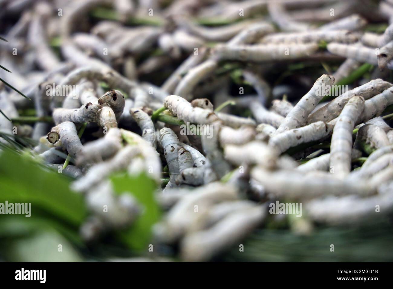 The silkworm is the larva or caterpillar of the domestic. It is an ...