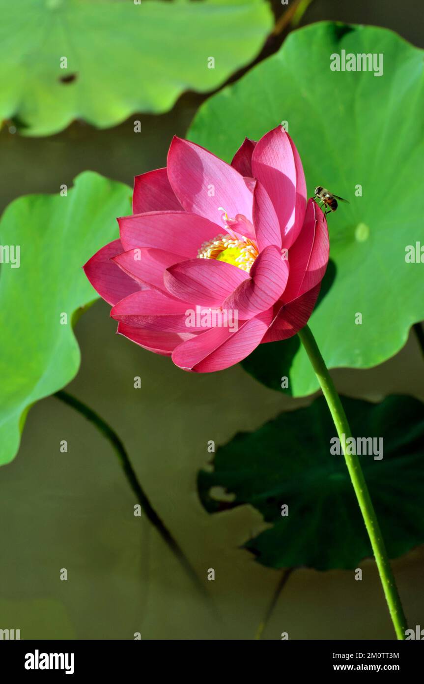 Blossoming lotus flower Stock Photo - Alamy
