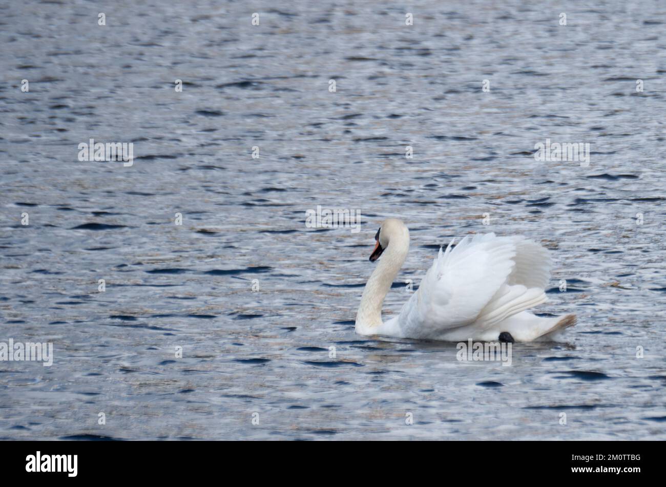 White swan floating on the water Stock Photo - Alamy