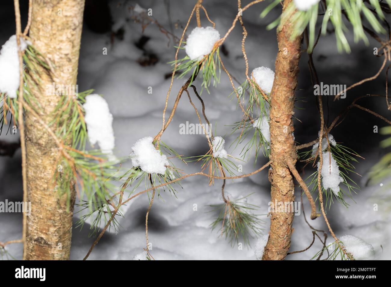Twig under the snow hi-res stock photography and images - Alamy