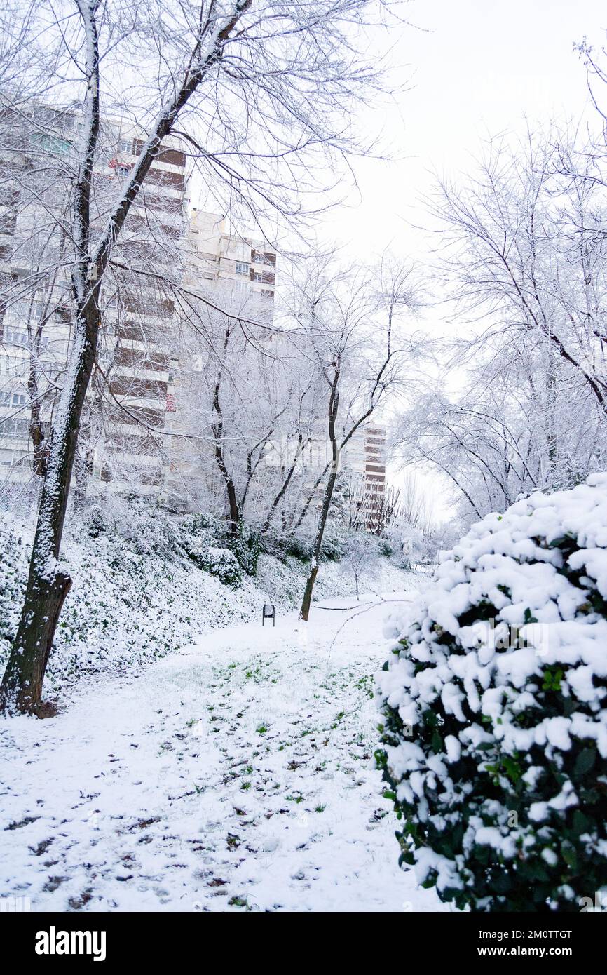 Snow. Blair. Wind. Street. Winter. Cold. Record. White cloak. Forest ...