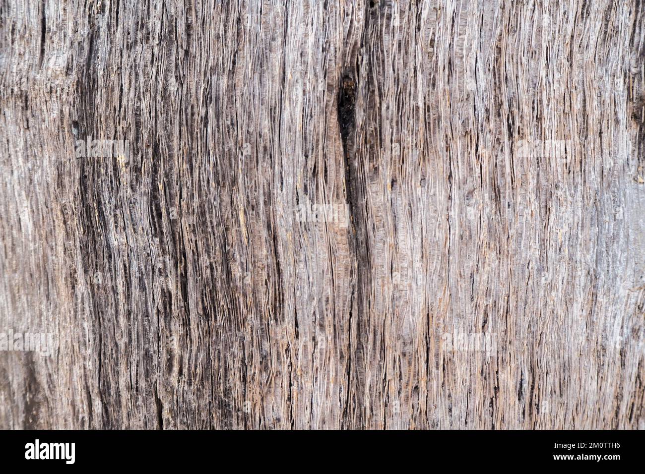 Brown tree pattern background image Stock Photo - Alamy