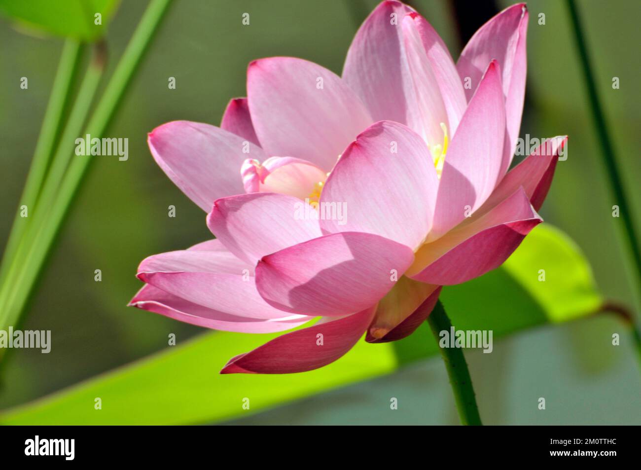 Blossoming lotus flower Stock Photo - Alamy