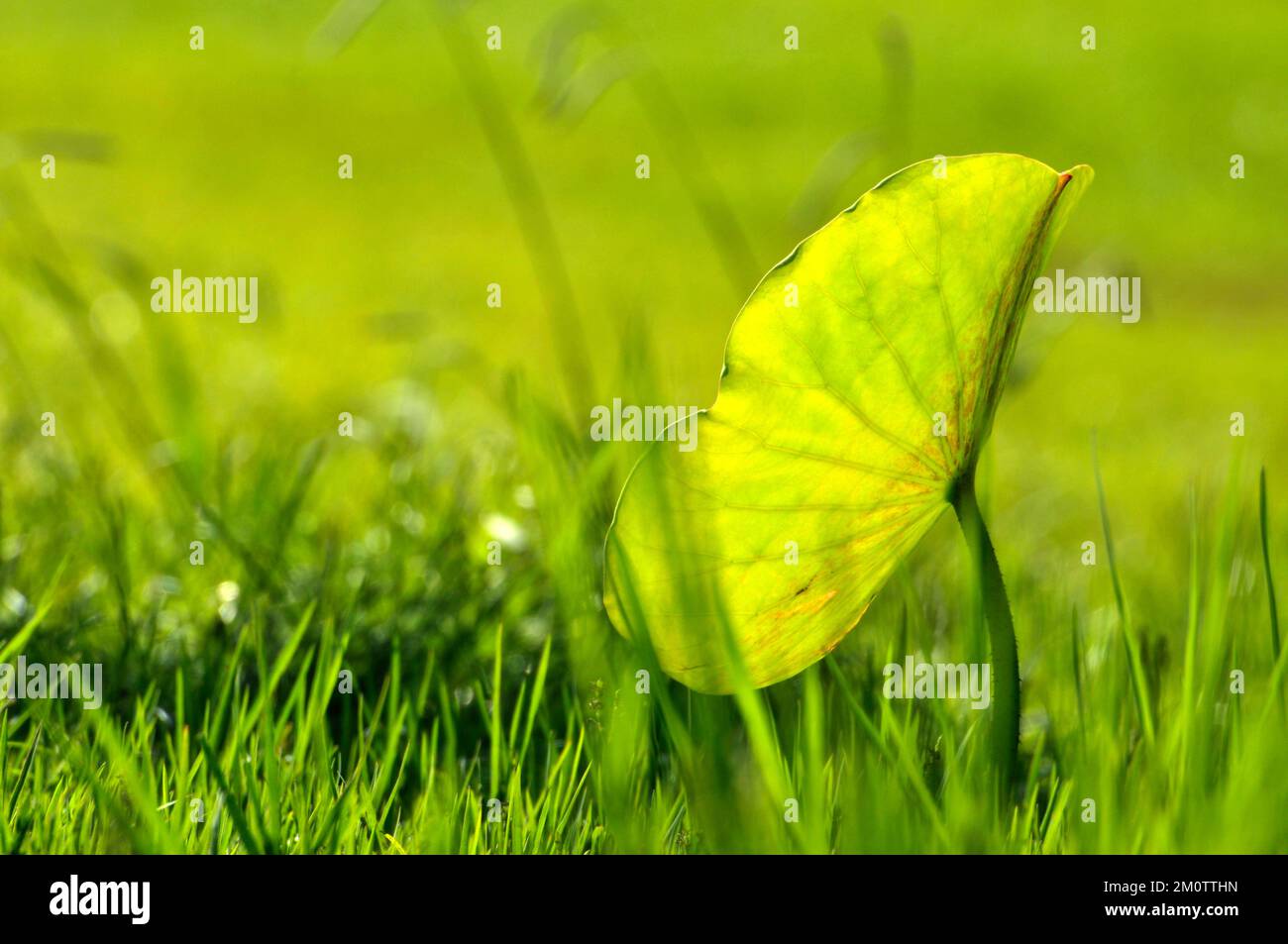 Blossoming lotus flower Stock Photo - Alamy