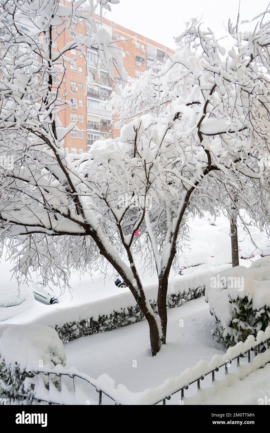 Snow. Blair. Wind. Street. Winter. Cold. Record. White cloak. Forest ...