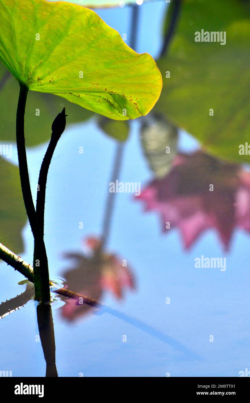 Blossoming lotus flower Stock Photo - Alamy