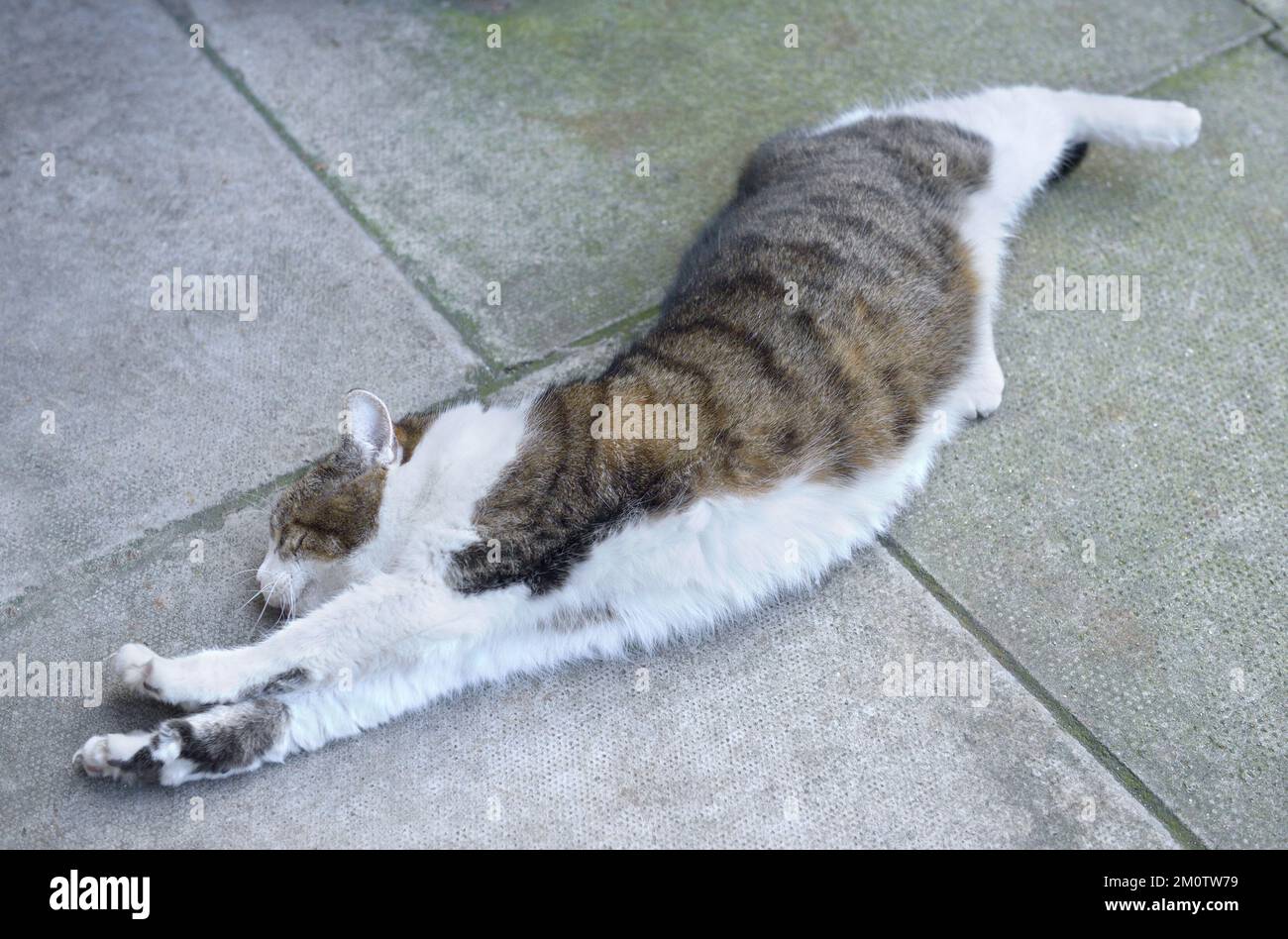 Larry the Cat - Chief Mouser to the Cabinet Office since 2011 - in ...