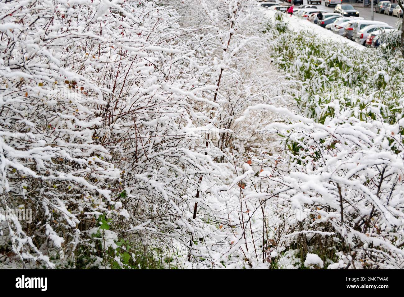 Snow. Obihiro. Japan. Blair. Wind. Street. Winter. Cold. Record. White ...