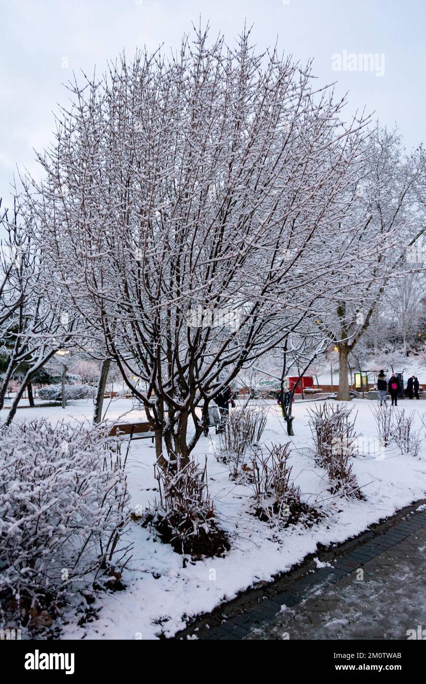 Snow. Obihiro. Japan. Blair. Wind. Street. Winter. Cold. Record. White ...