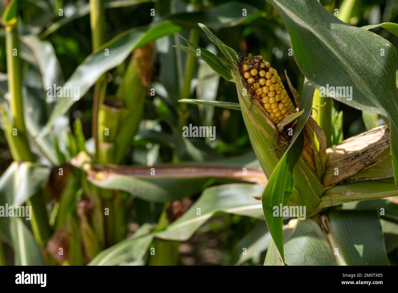 Corn field landscape hi-res stock photography and images - Alamy