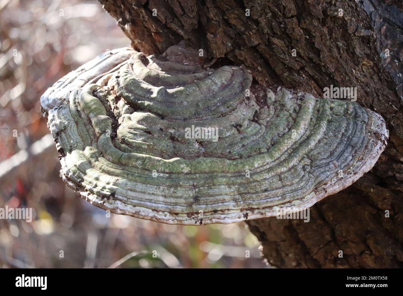 Fungus infected tree trunk hi-res stock photography and images - Alamy